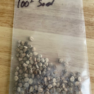 5 Wild Orange Day Lilly Plants Root System Only Twany Ditch | Etsy