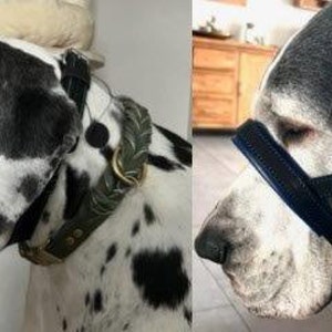 Leather Dog Harness and Leash and Collar Personalized Dog - Etsy