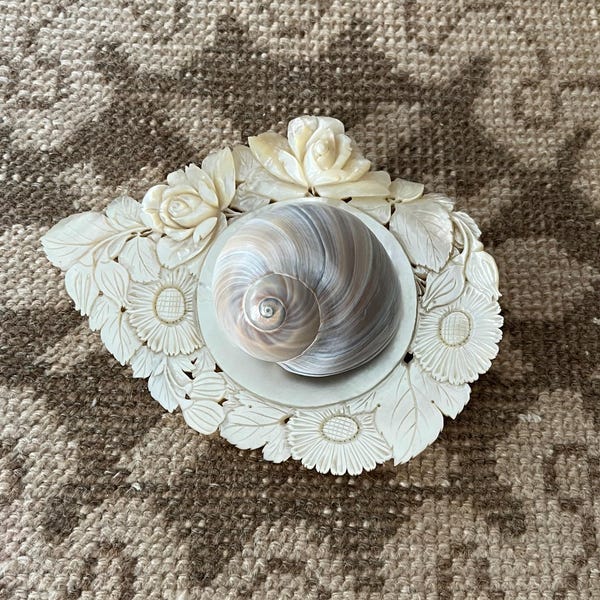 Large Specimen Grade 63.1mm CONUS Regius Royal, Crown Cone SEASHELL JB ...