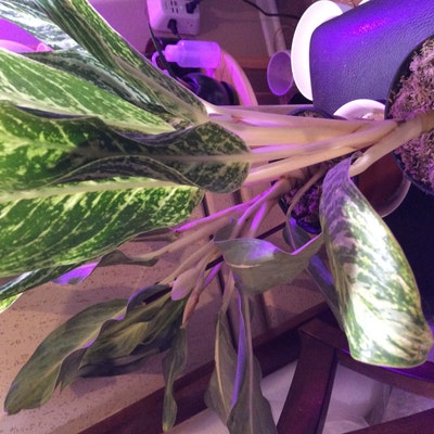 Aglaonema Bundle - Etsy