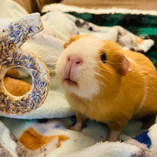 Mini Pretzel & Churro Shaped Treat | Bunny Treat | All Natural Treat ...