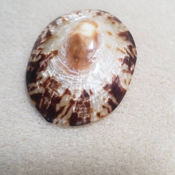Hawaiian Opihi Limpet Shells for Pendants From Kauai Large to XL - Etsy