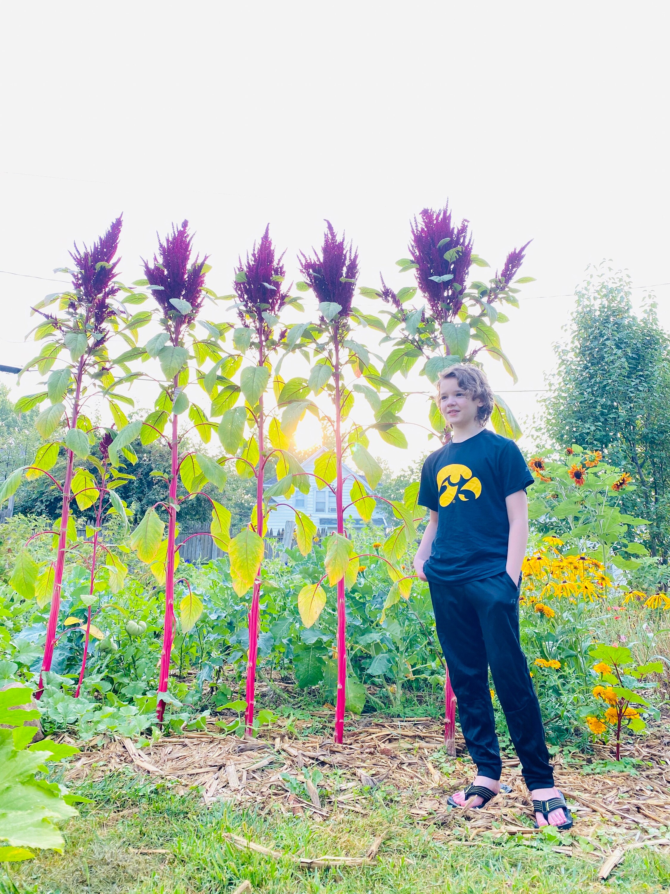 Gardening & Plants seeds Lotus Purple Amaranth seed amaranth plant 50 ...