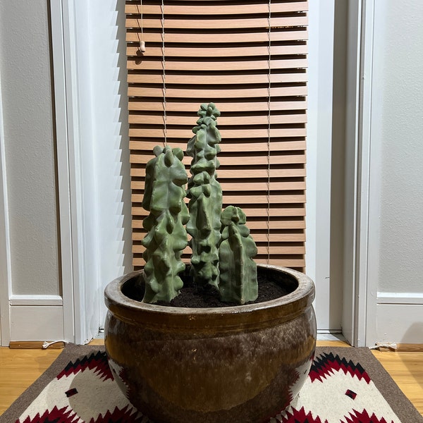 Cereus Peruvianus Spiralis Cactus Cuttings Free Shipping Tornado Cactus SPECIAL - Etsy