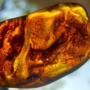 Insect in Amber Inclusion Fossil Baltic Amber Amber - Etsy