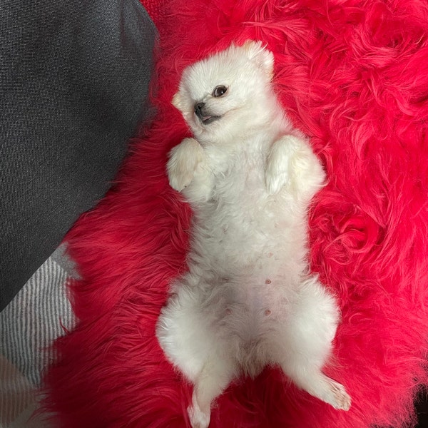 Red Dyed Genuine Sheepskin Lambskin Sheep Skin Rug Pelt Soft Wool Throw ...