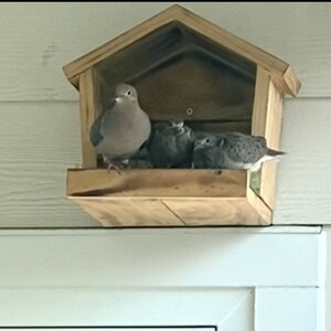 Large Handmade Dove House With Feeding Platform and Torched Finish ...