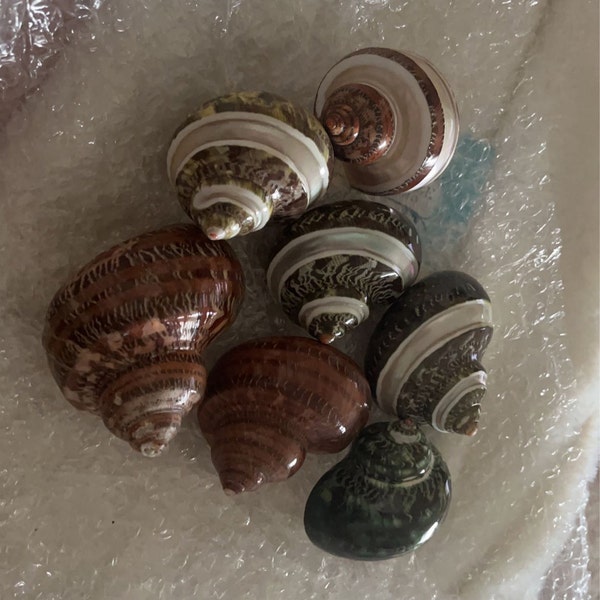Beach Decor Brown and Green Turbo Petholatus Shells (3 PC) - Turbo ...