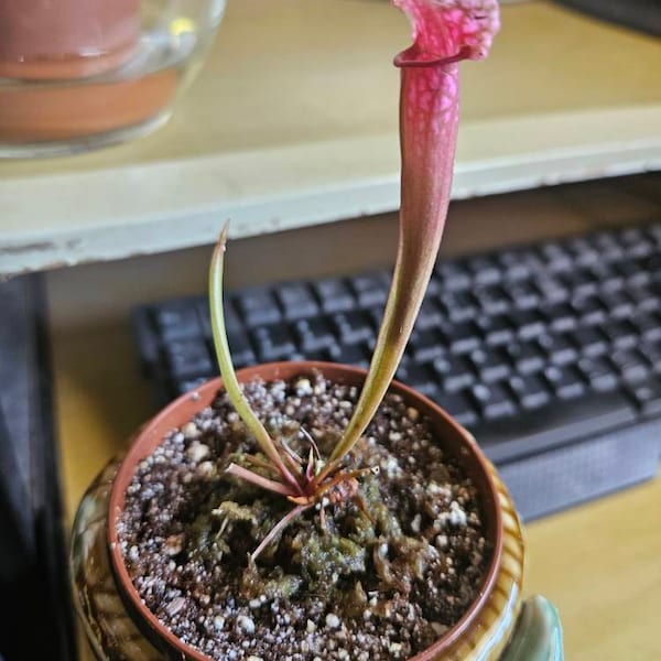 LIVE Carnivorous Pitcher Plant Sarracenia "juthatip Soper" Leucophylla ...