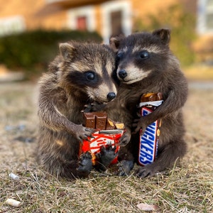 Full Size Four Finger Kit Kat Fridge Magnet - Etsy UK