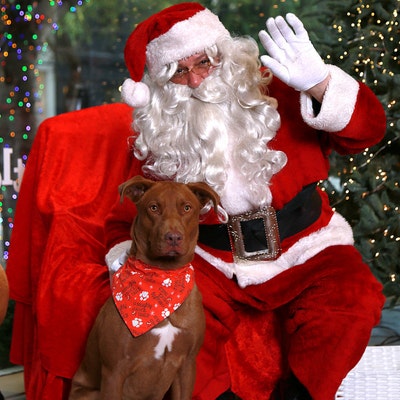 Grinchmas Dog Bandana Over the Collar How the Grinch Stole - Etsy