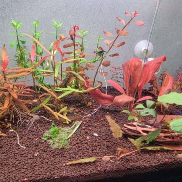 2 Bucephalandra Micro Plants! Live Aquarium Plants! Free S/h!! Live ...