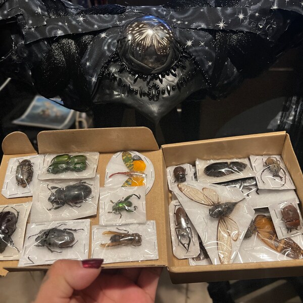 15 Real Assorted Beetles Bees Cicada Scorpion Butterfly Preserved ...