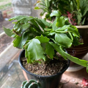 6 ZZ Plant, Zamioculcas Zamiifolia, Zee Zee Plant, Aroid Palm ...