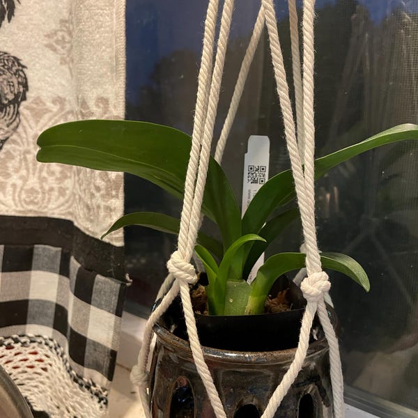Husky Plant , Ruby Velvet Red Phalaenopsis Formosa Ruby 'brilliant' - Etsy