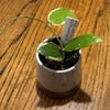 Peperomia Incana, Felted Peperomia, Fuzzy, Soft Hairy Leaves. Fast ...
