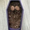Coffin Planter With Drainage ,succulent Planter, Pot With Drain and ...