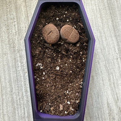 Coffin Planter With Drainage ,succulent Planter, Pot With Drain and ...