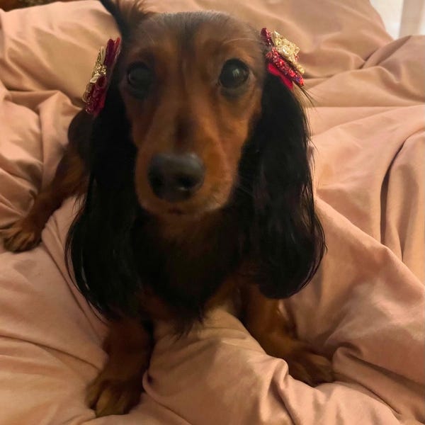 Fancy Hot Pink Glitter Dog Bow. Small Dog Hair Bows. Cute for Dog ...