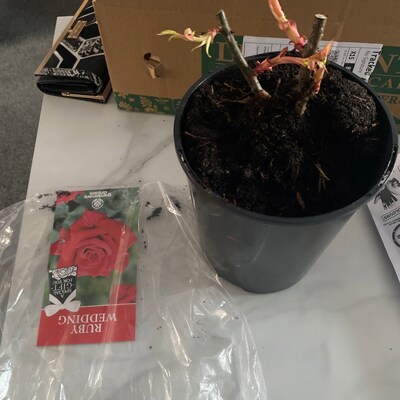 Ruby Wedding Rose 40th Wedding Anniversary Gift Help Celebrate a ...