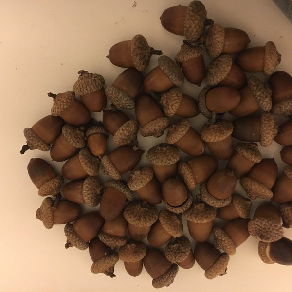 LARGE Acorns Extra Large Acorns Natural Acorns Real Acorns Thanksgiving ...