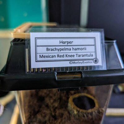 Small Terrarium Label Laminated Enclosure Label Exotic Pet - Etsy UK