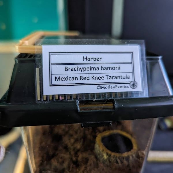 Small Terrarium Label Laminated Enclosure Label Exotic Pet Informative ...