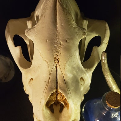 Huge Spotted Hyena Skull Replica - Etsy