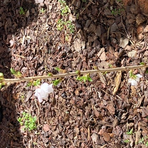 Flame Amur Maple 100 Seeds Beautiful Flame Red Color Fresh - Etsy