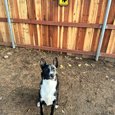 Dog Poop Sign Funny Metal Sign for Dog Owners Rustic Aged Appearance ...