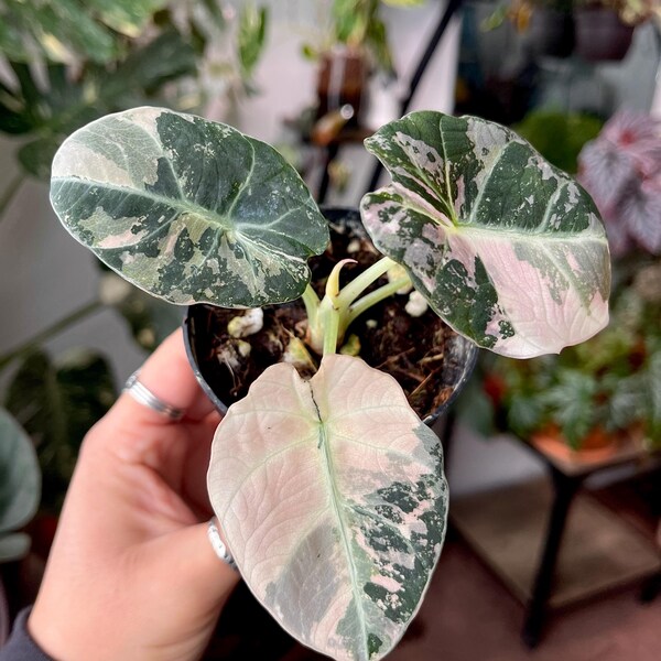 Live House Plant Bloom Fuchsia African Violet Harmonys vat Real Life ...