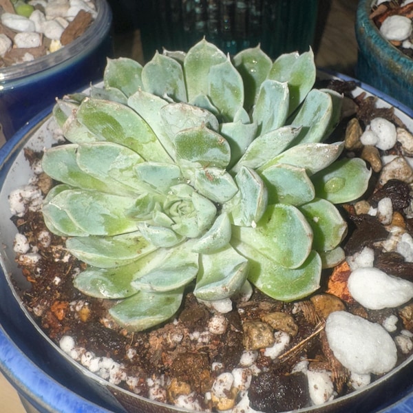 Echeveria Raspberry Ice | Pink Succulent Rosette | Rare Pastel ...