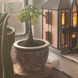 Bonsai Mint plectranthus Ernstii Caudex - Etsy