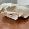 Real Little Yellow Goose Specimen Collectibles Study, Special Gifts ...