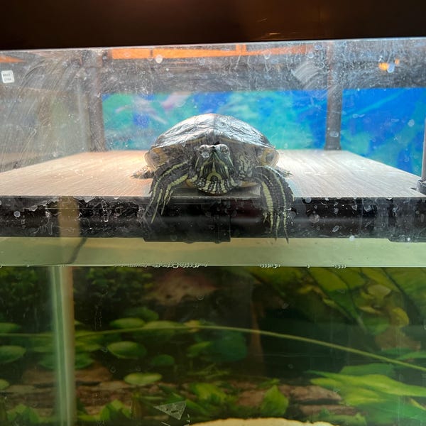 Tank Topper Turtle Dock! Sits on Top of Your Aquarium and Fits 18-19 ...