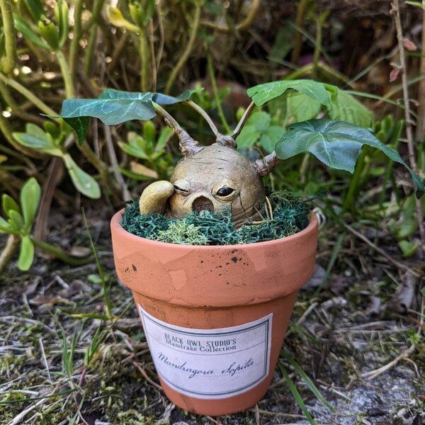 Mandrake With Pot - Hand Painted - Etsy