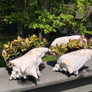 Rubber Ice Cap Miller Rubber Sundries Ice Cap 251 Oval - Etsy