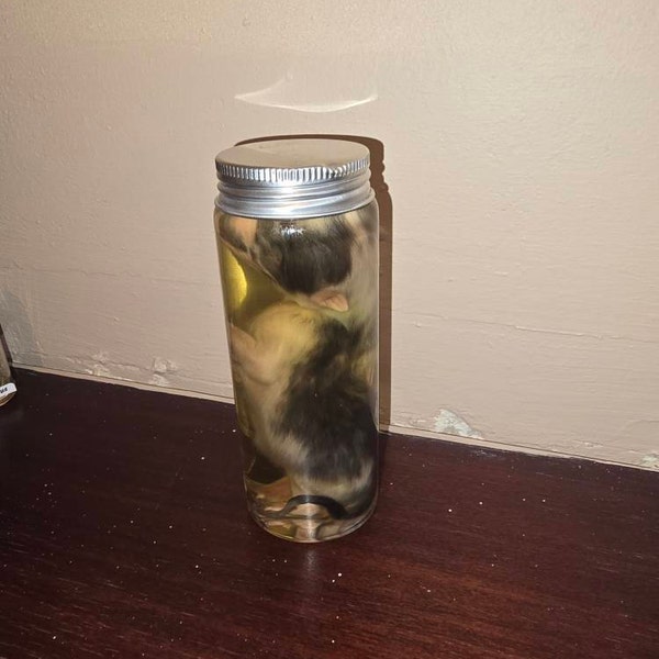 Fox Specimen in Liquid,baby Fox Wet Specimens,taxidermy Fox,in Glass ...