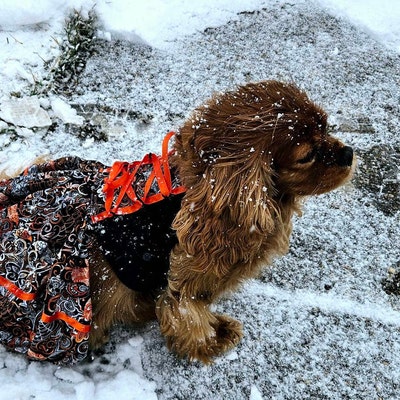 Dog Show Training Stack Box Toy Adult Size Stack Training 20 X 12 ...