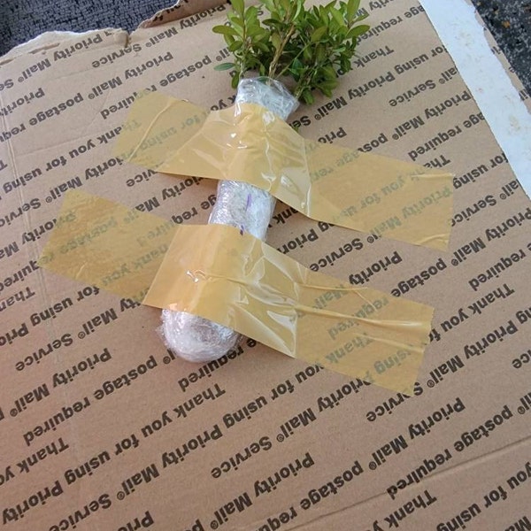 Green Mountain Boxwood - Upright Conical Buxus Live Plant Low ...