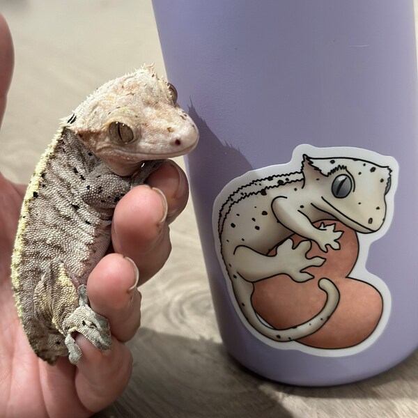 1 Pc - Vinyl Crested Gecko Heart Sticker, Crested Gecko Decal, Gecko ...