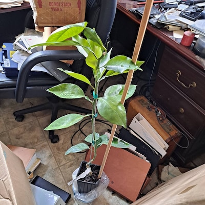 Australian Red Pulp Finger Lime Tree Please Read in Full - Etsy
