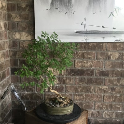Surinamese Stick Pea Powder Puff Bonsai Tree winter - Etsy