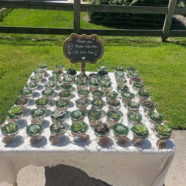 Live Succulents With Burlap Wraps & Custom Tags for Weddings, Baby ...