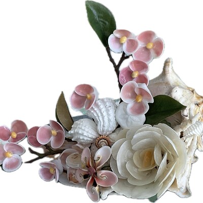 Elegant Boivini Cowries, Boivin's Cowrie, Has Light Chestnut Spots on a ...