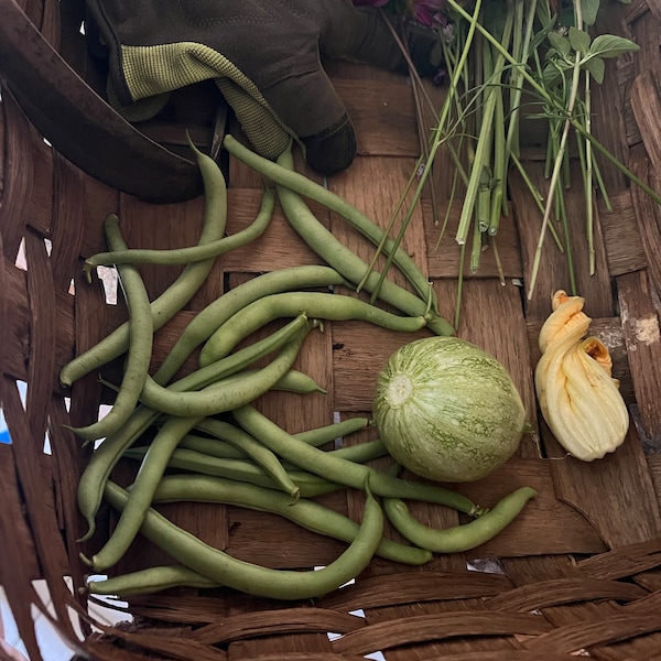 10 French Heirloom Ronde De Nice Squash Seeds - Unique ! Delicious ...