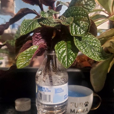 Tamarack Eastern Larch Bare Root 3 Year Old Young Conifer - Etsy