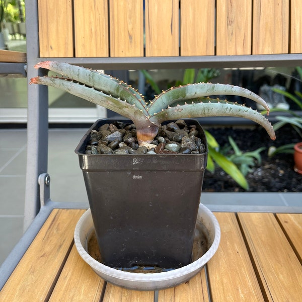 Leucospermum 'tango' 5 Gallon GN - Etsy