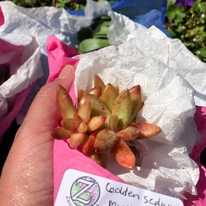 Aloe 'firecracker' 4 Bright, Easy-care Live Succulent Plant for Mini ...