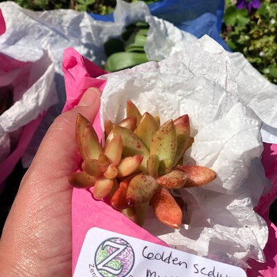 Aloe 'firecracker' 4 Bright, Easy-care Live Succulent Plant for Mini ...